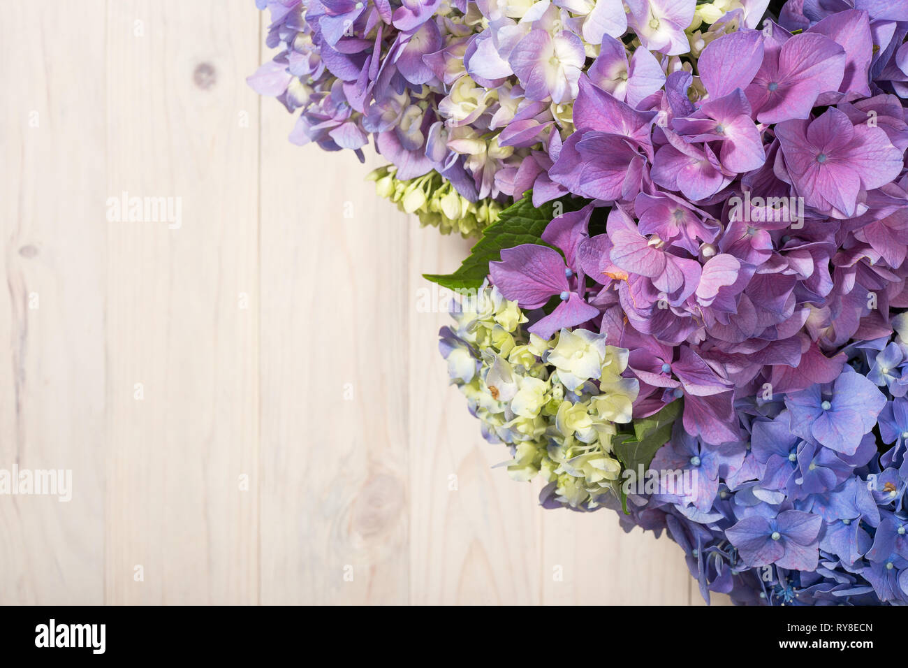 Hydrangea border hi-res stock photography and images - Alamy