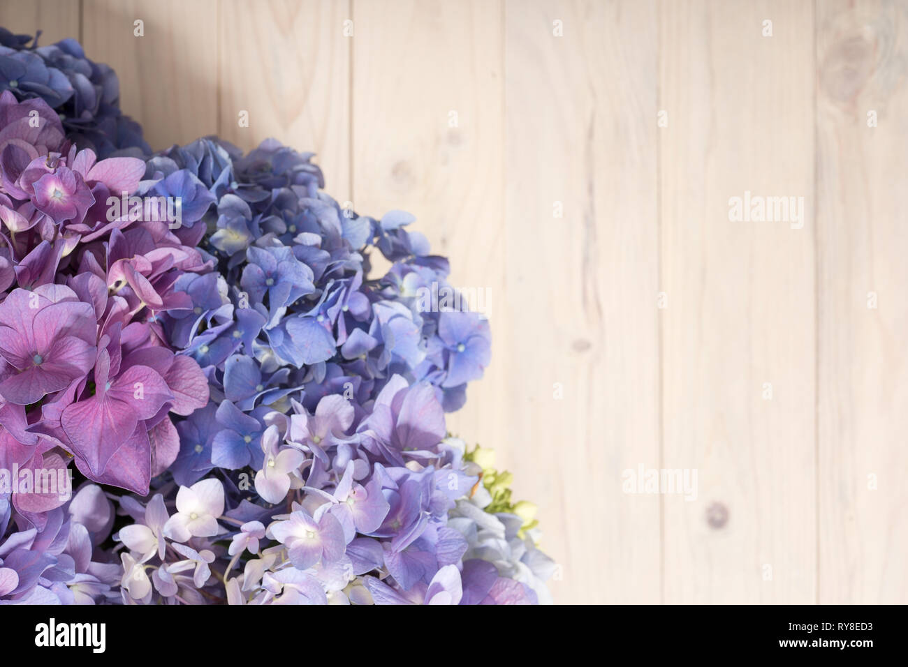 Hydrangea flowers on white wooden table. Top view. Floral border with ...
