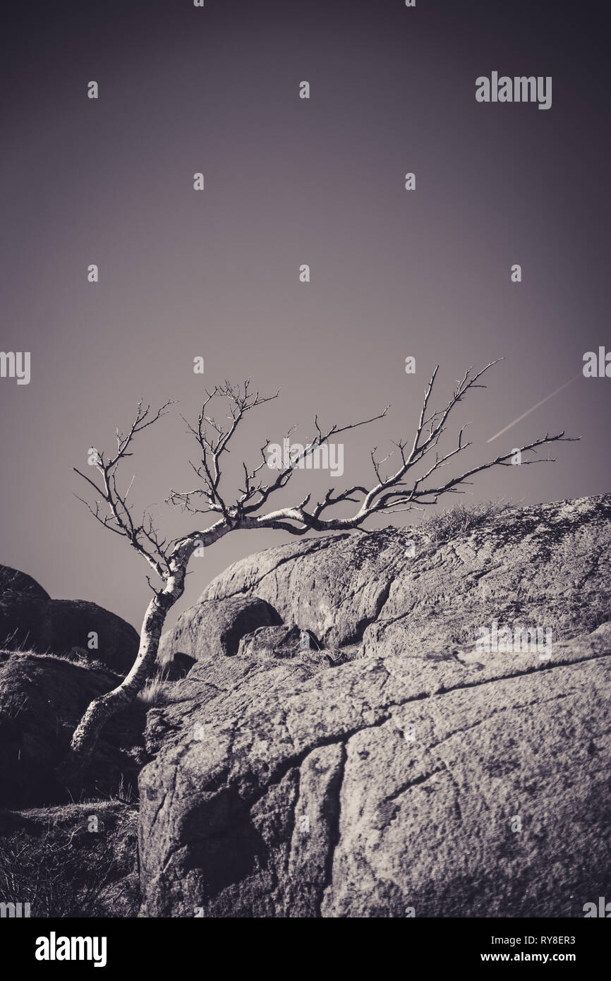 Tree and stone Stock Photo - Alamy