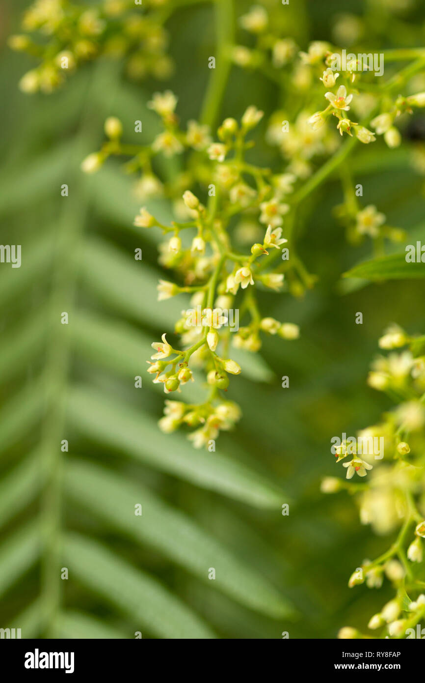 small white yellow flowers of Schinus molle, Peruvian pepper or pink ...