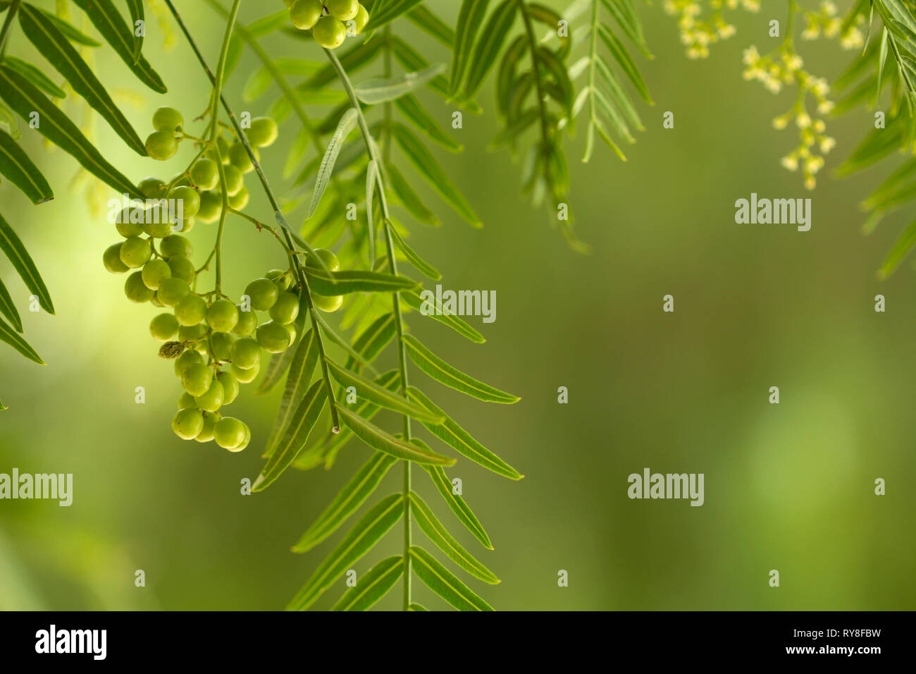 Schinus molle pepper tree peruvian mastic tree hi-res stock photography ...