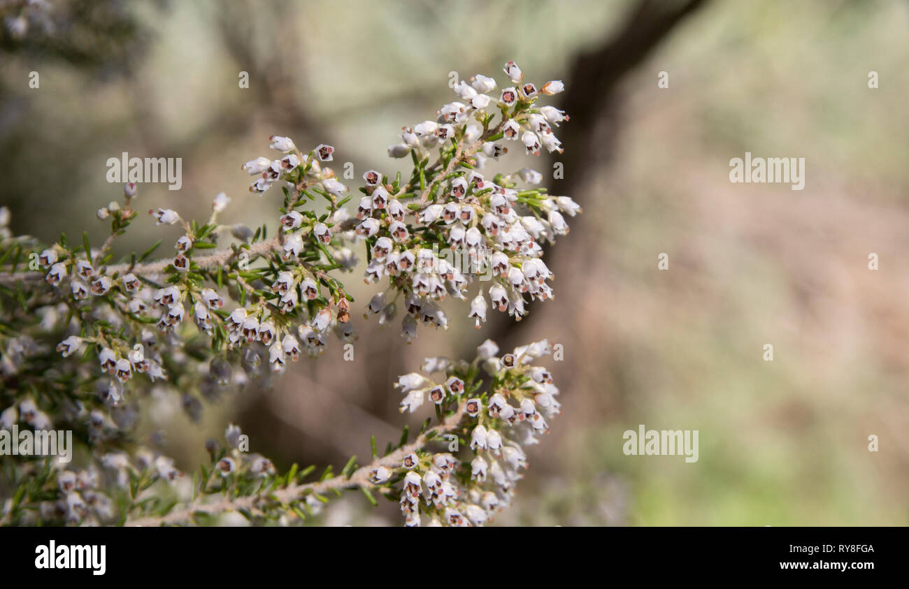 Flora of Gran Canaria - flowering branch of Erica arborea,tree heath ...