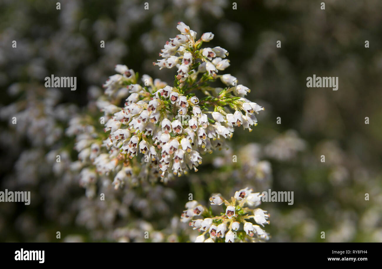Flora of Gran Canaria - flowering branch of Erica arborea,tree heath ...