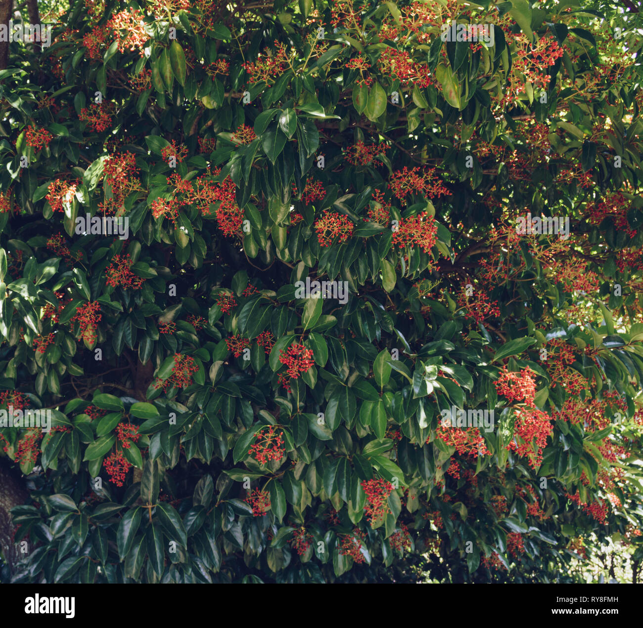 leaves and young berries of Ilex Rotunda tree growing on Jeju island ...