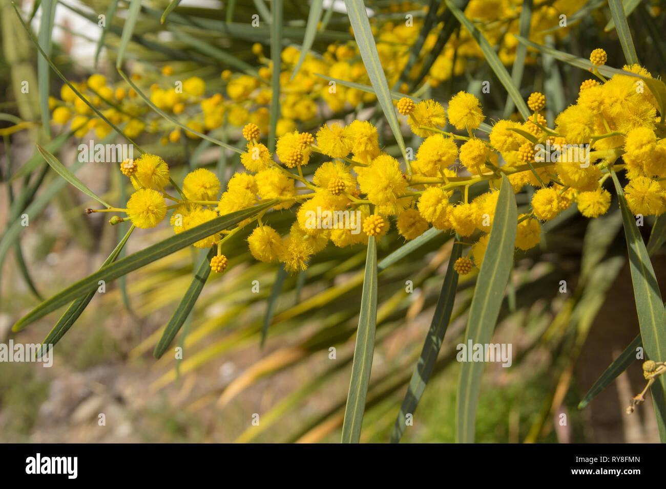 Port jackson willow acacia saligna hi-res stock photography and images ...