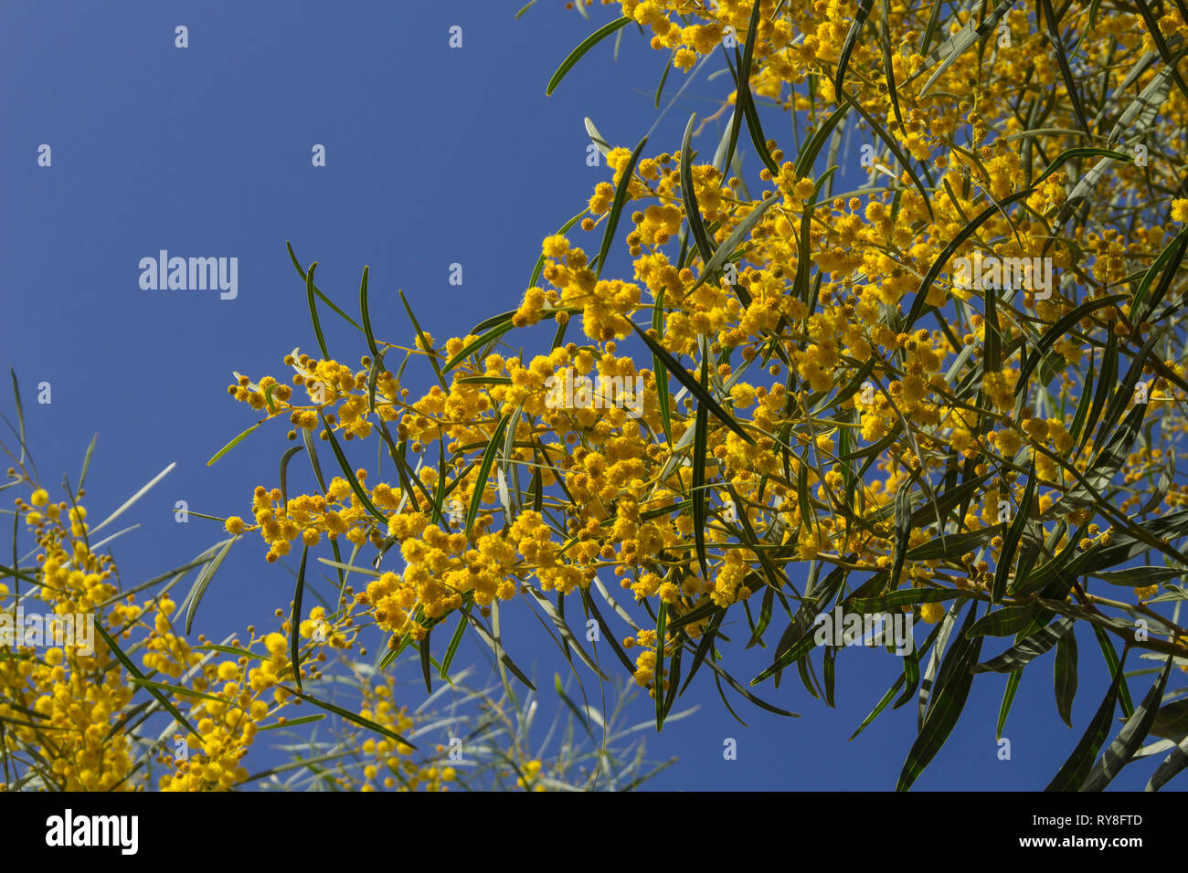 natural macro background with blue-leafed wattle, Acacia saligna Stock ...