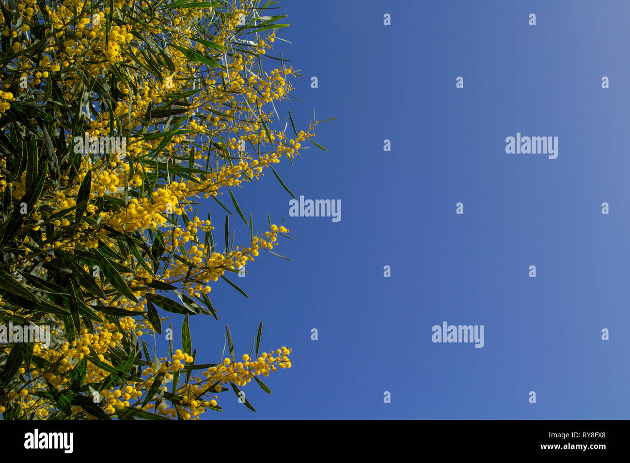 natural macro background with blue-leafed wattle, Acacia saligna Stock ...