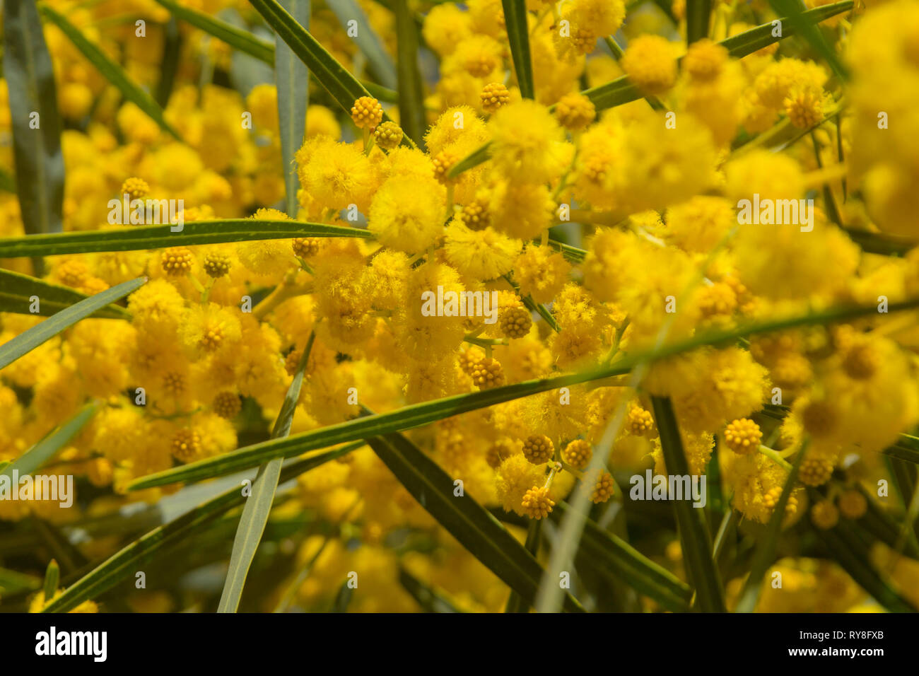natural macro background with blue-leafed wattle, Acacia saligna Stock ...