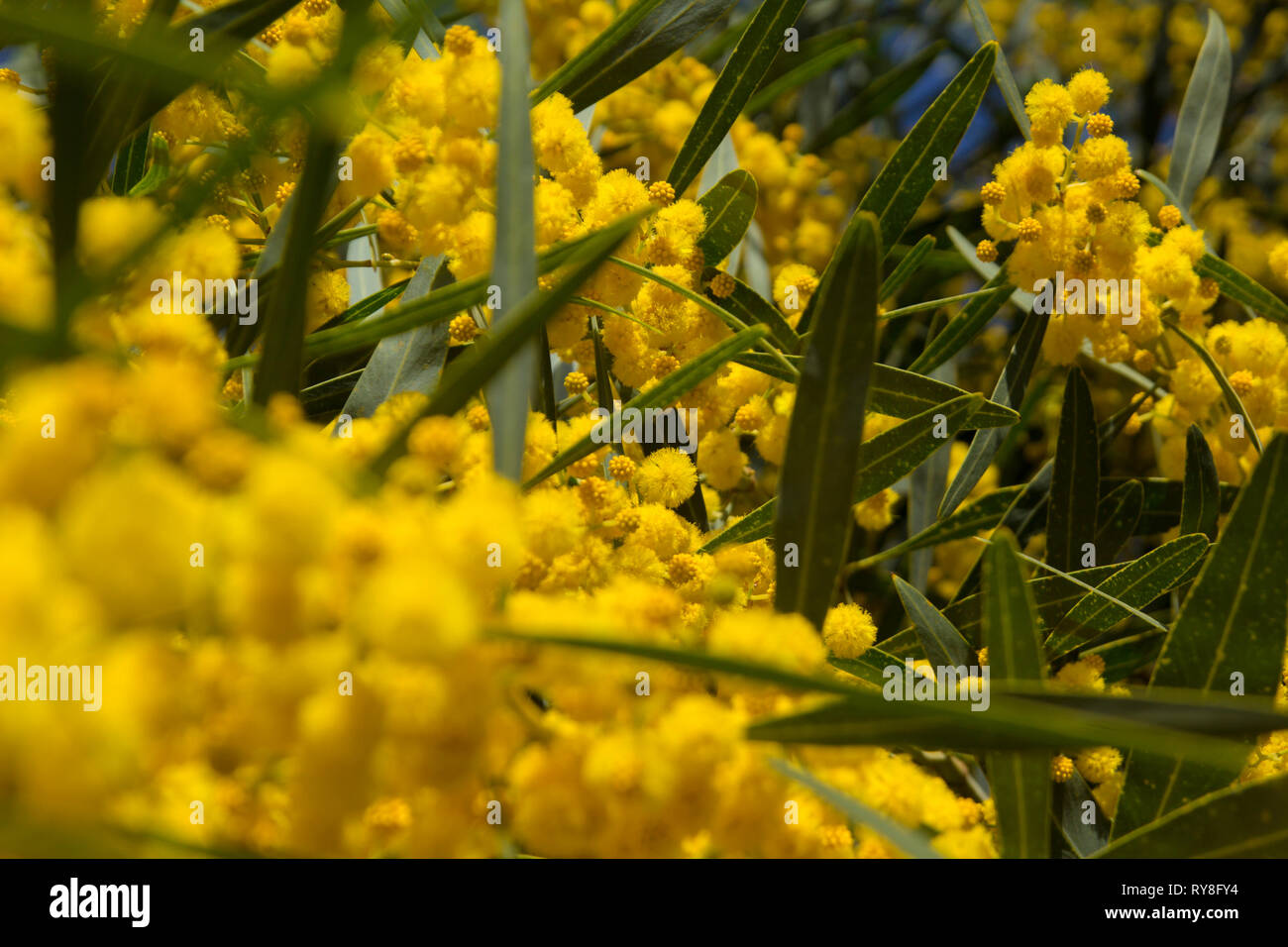 natural macro background with blue-leafed wattle, Acacia saligna Stock ...