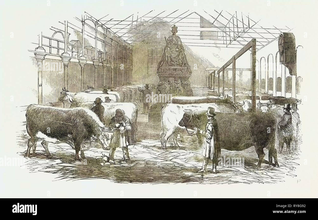 Cattle show hi-res stock photography and images - Alamy