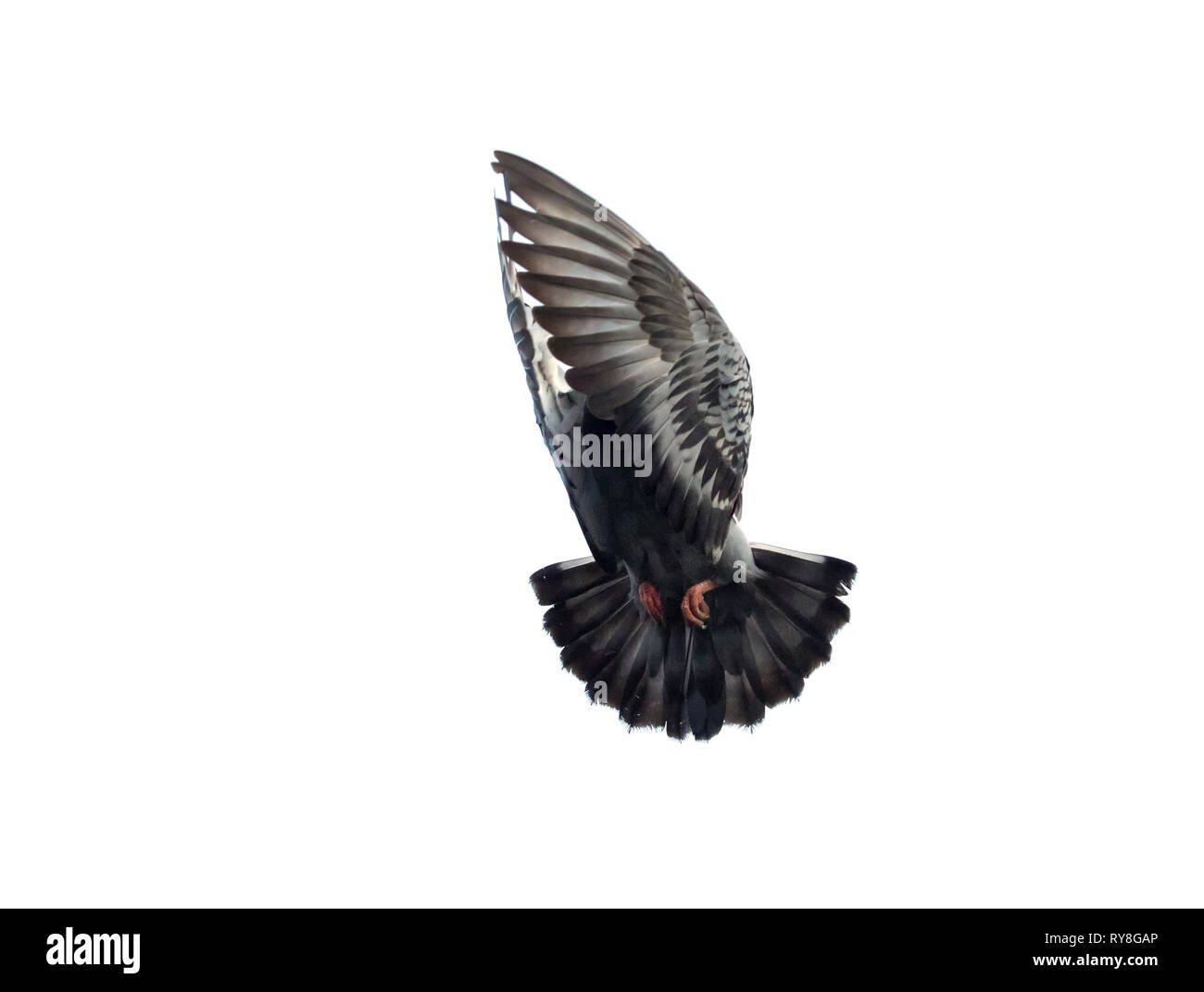 pigeon bird flying mid air isolated white background Stock Photo - Alamy