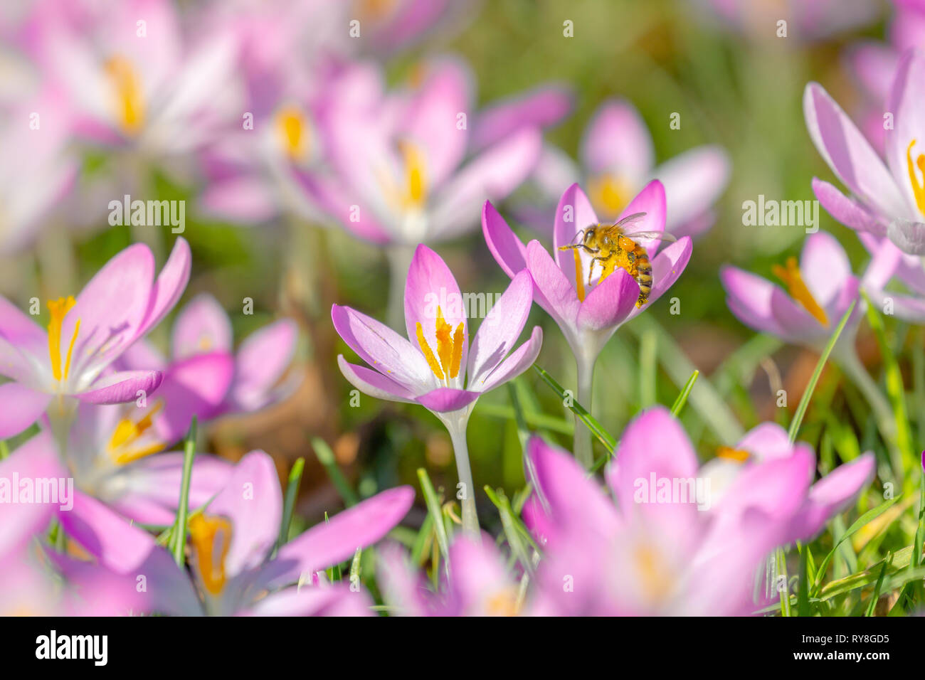 Close-up of Pink Crocuses on a sunny Day. Blooming Crocus on a Meadow ...