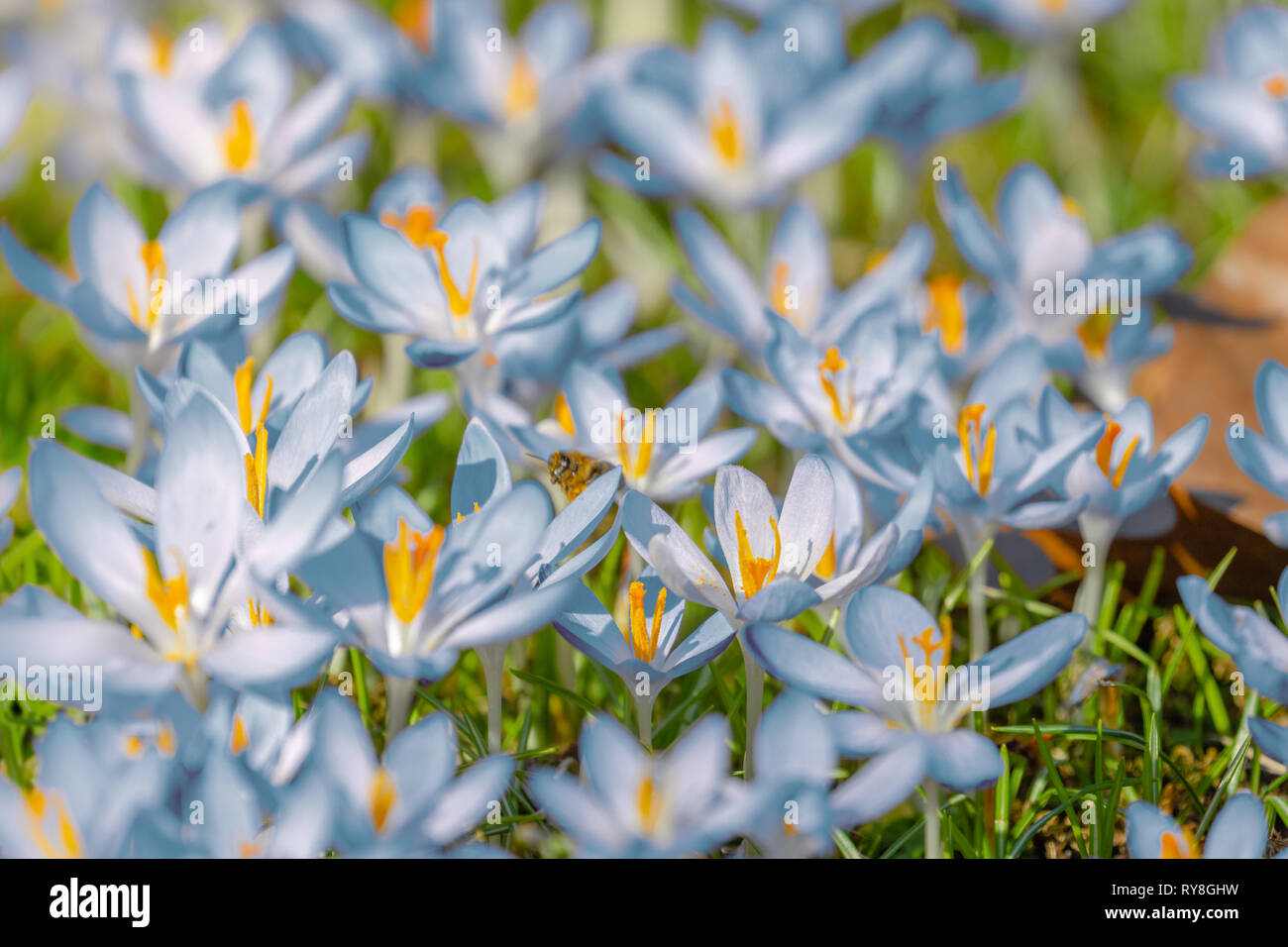 Blue crocus hi-res stock photography and images - Alamy