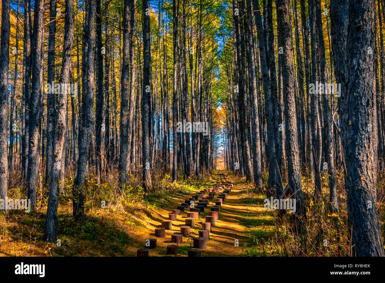 Tall Tree Forest Against Blue Skies During Autumn in Inner Mongolia, China Stock Photo - Alamy