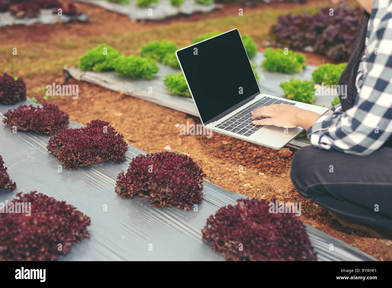 Inspection of vegetable garden quality by farmers using modern ...