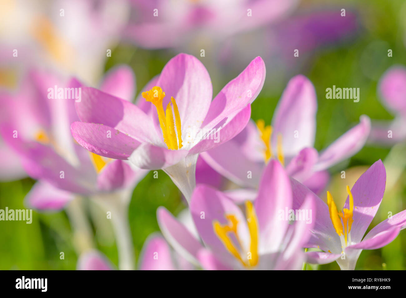 Close-up of Pink Crocuses on a sunny Day. Blooming Crocus on a Meadow ...