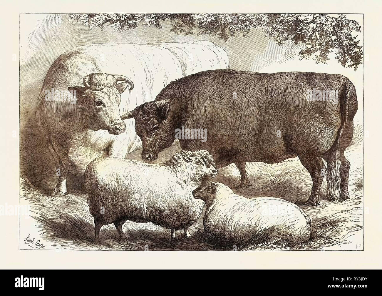 Prize sheep hi-res stock photography and images - Alamy