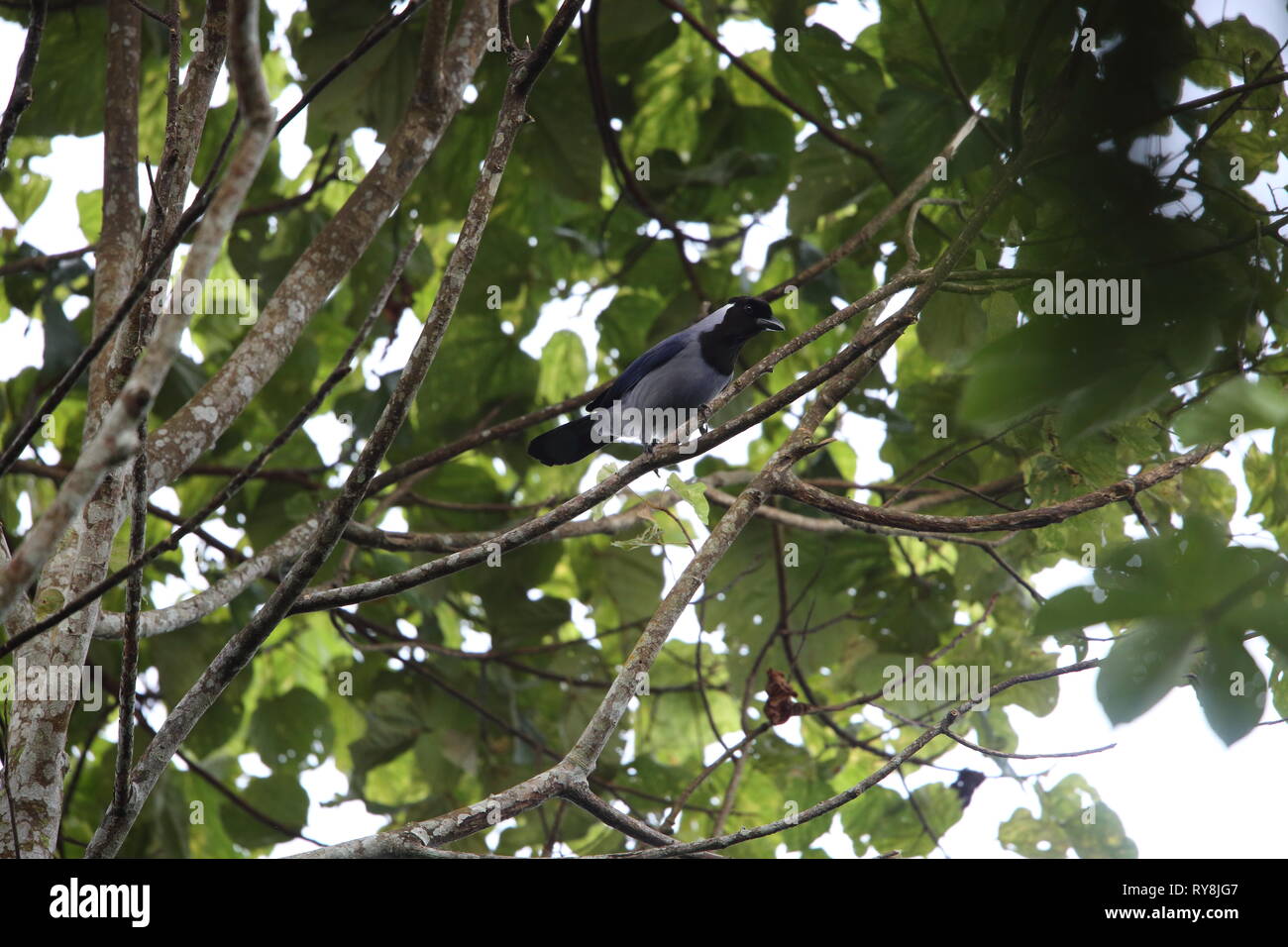Violaceous jay (Cyanocorax violaceus) in Ecuador,south America Stock ...
