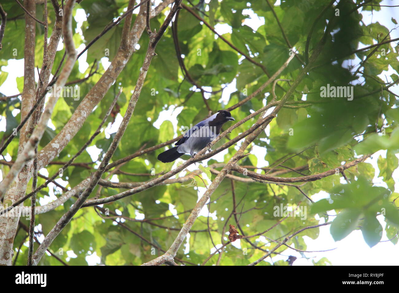 Violaceous jay (Cyanocorax violaceus) in Ecuador,south America Stock ...
