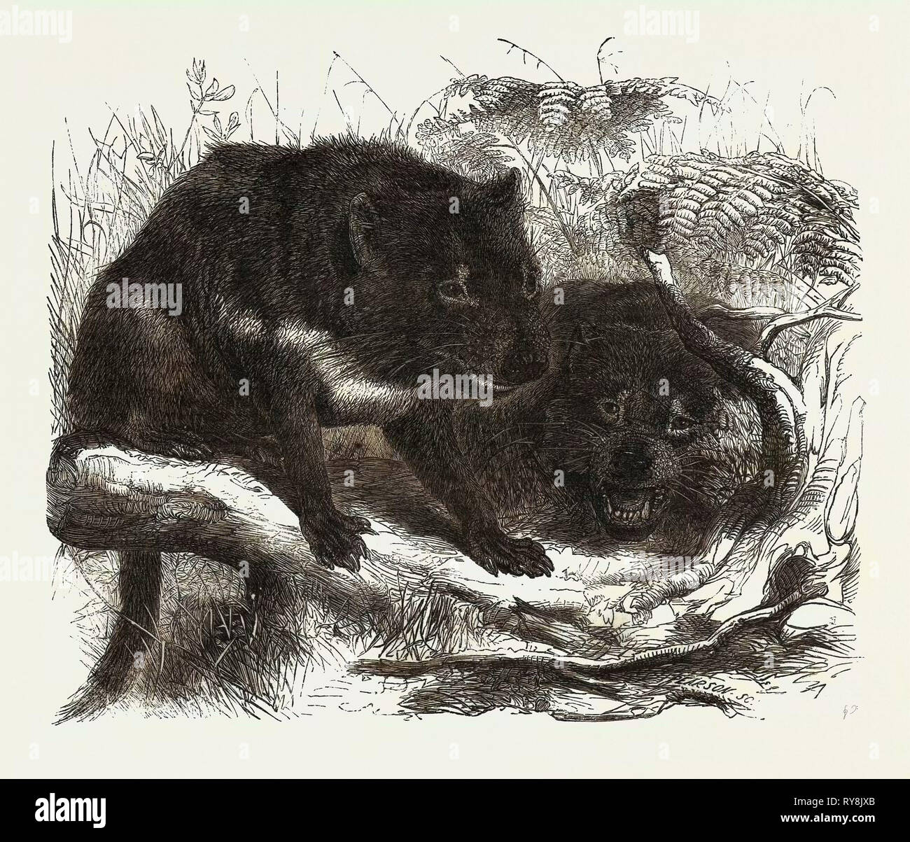 The Ursine Dasyure or Tasmanian Devil (Dasyurus Ursinus Stock Photo - Alamy