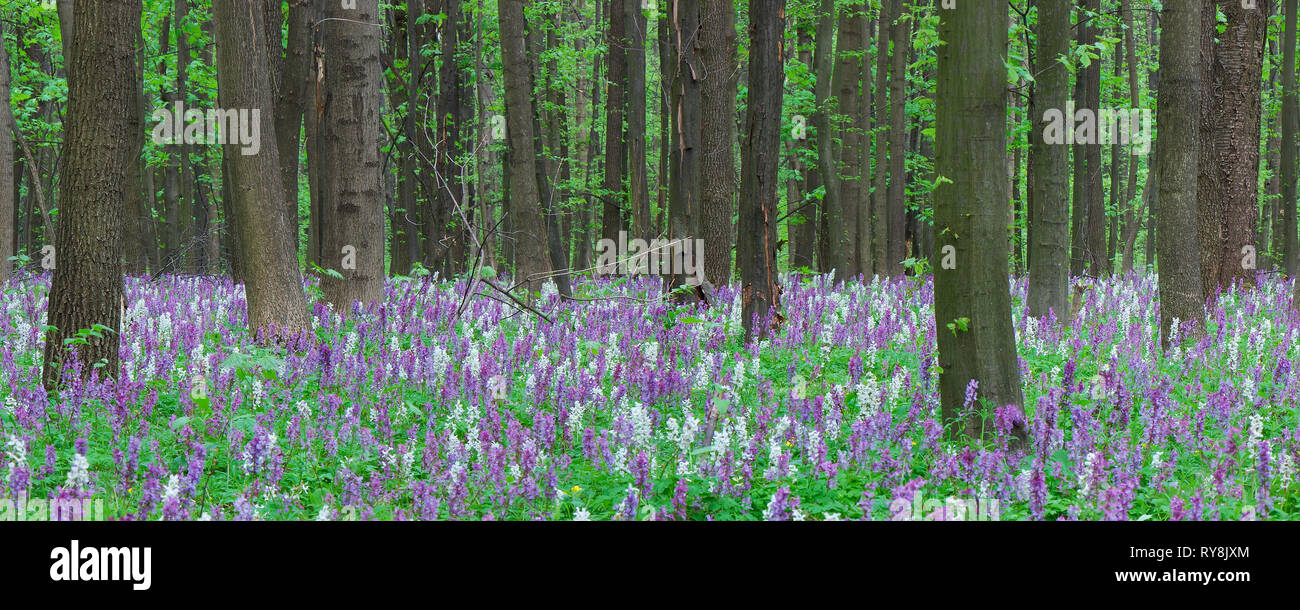 Forest flowers spring hi-res stock photography and images - Alamy