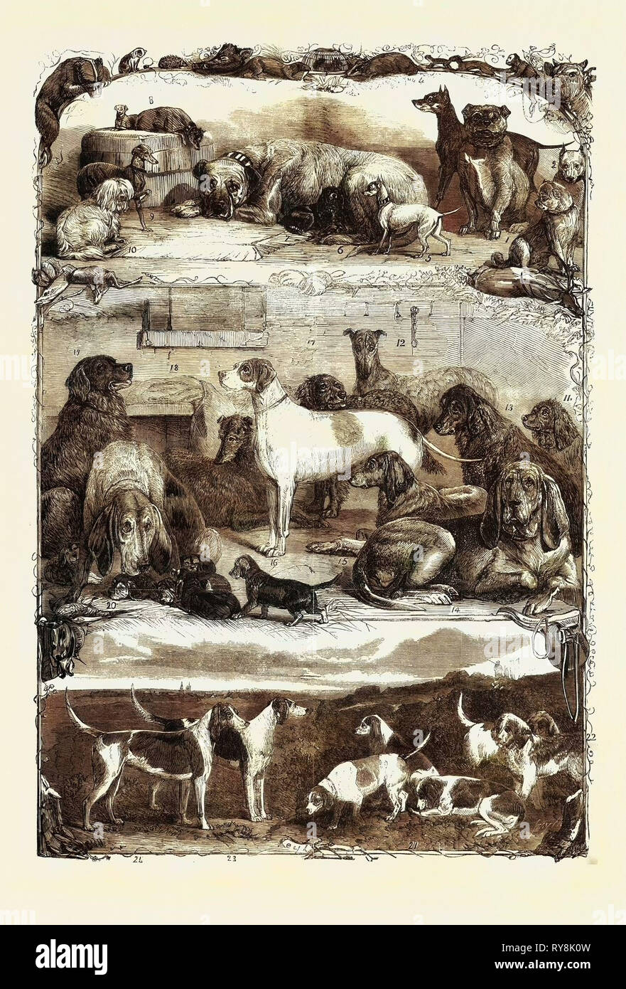 Exhibition animals hi-res stock photography and images - Alamy