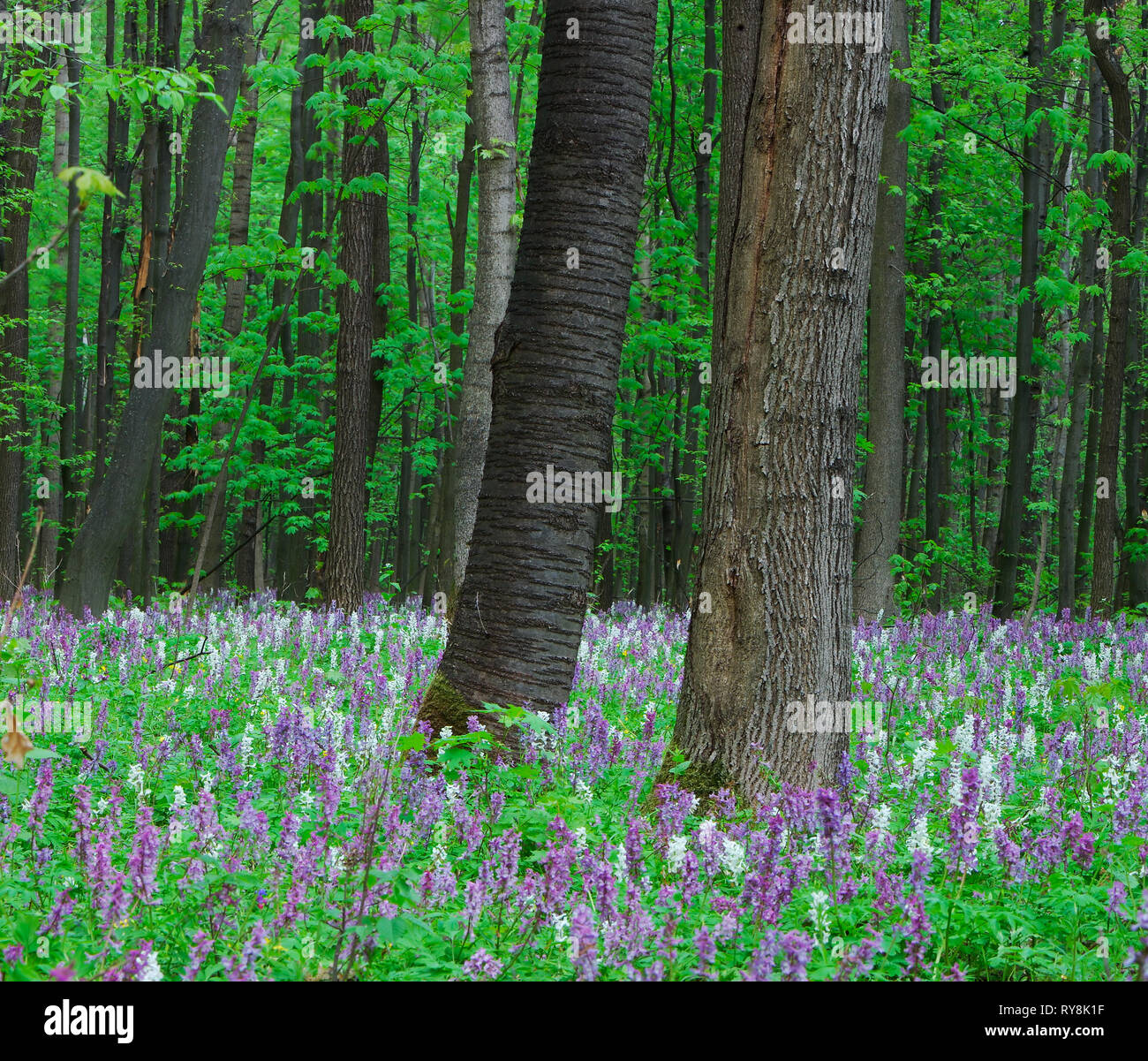 Landscape with the first flowers. Spring in the forest Stock Photo - Alamy
