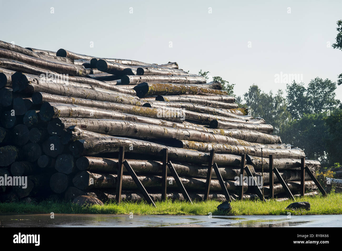 Pile of wet logs Stock Photo - Alamy