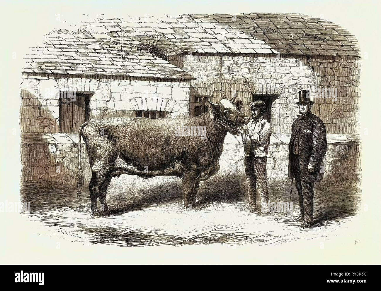 Captain Gunter's Duchess 77th First Prize Cow at the Royal Agricultural ...