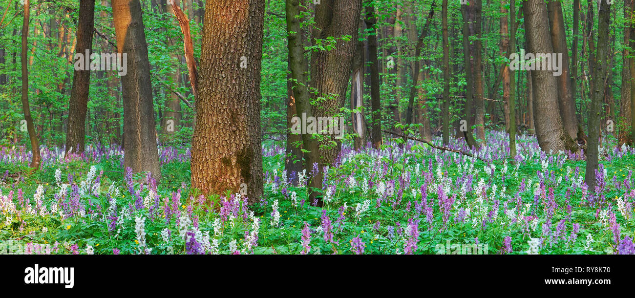 First flowers. Spring in the forest. Landscape panorama Stock Photo - Alamy