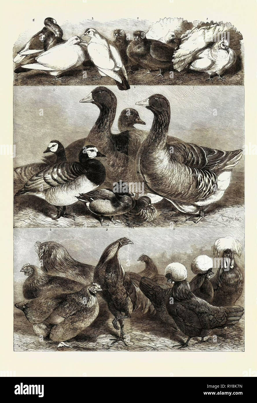 Poultry exhibition hi-res stock photography and images - Alamy