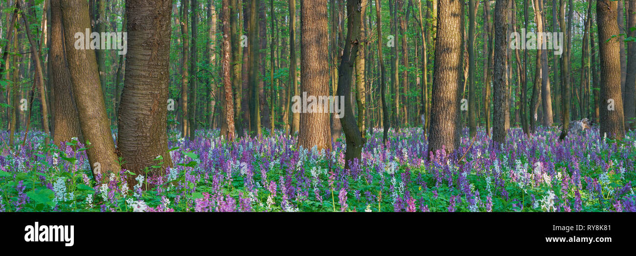 Spring landscape with the first spring flowers in the forest Stock ...