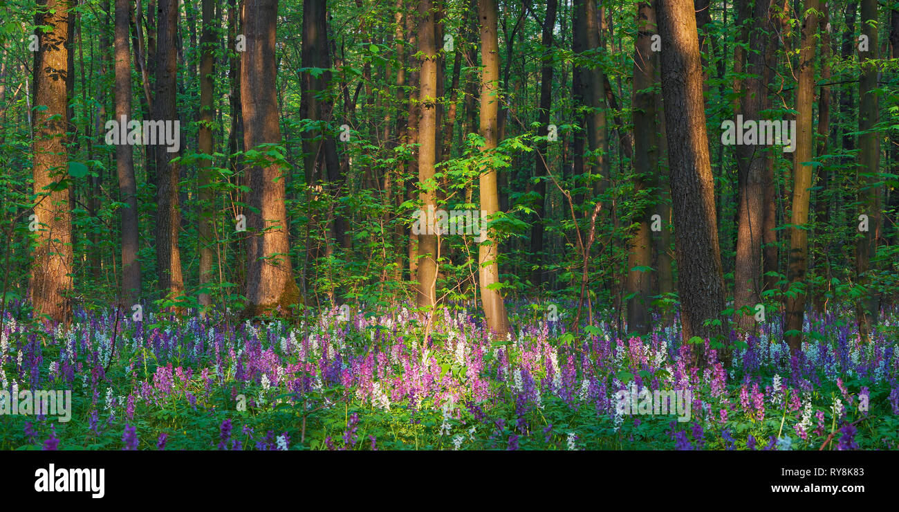 Spring landscape with flowers primrose in the forest Stock Photo - Alamy