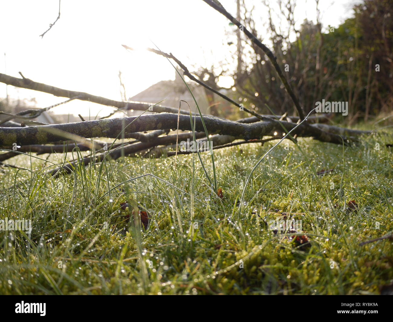 Fly on Bark Stock Photo - Alamy