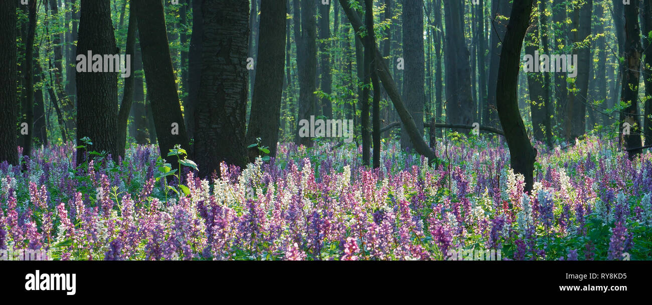 Spring landscape. Primrose flowers in the forest. Landscape panorama ...
