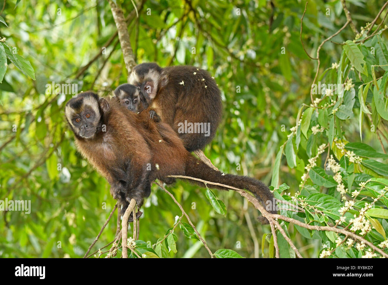 Brown Capuchin Monkey (Cebus apella) family group of three sat togther ...