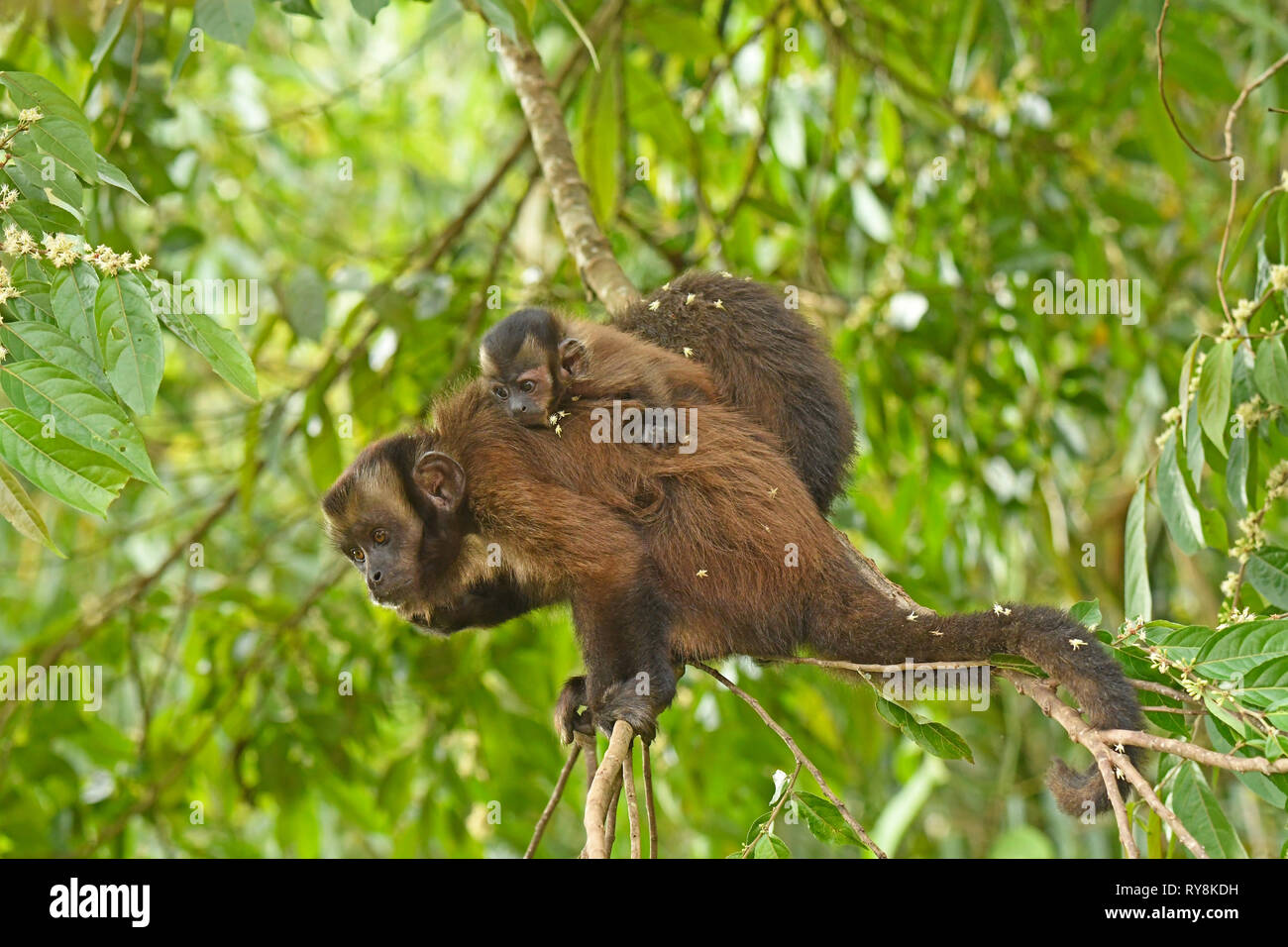 Brown Capuchin Monkey (Cebus apella) family group of three sat togther ...