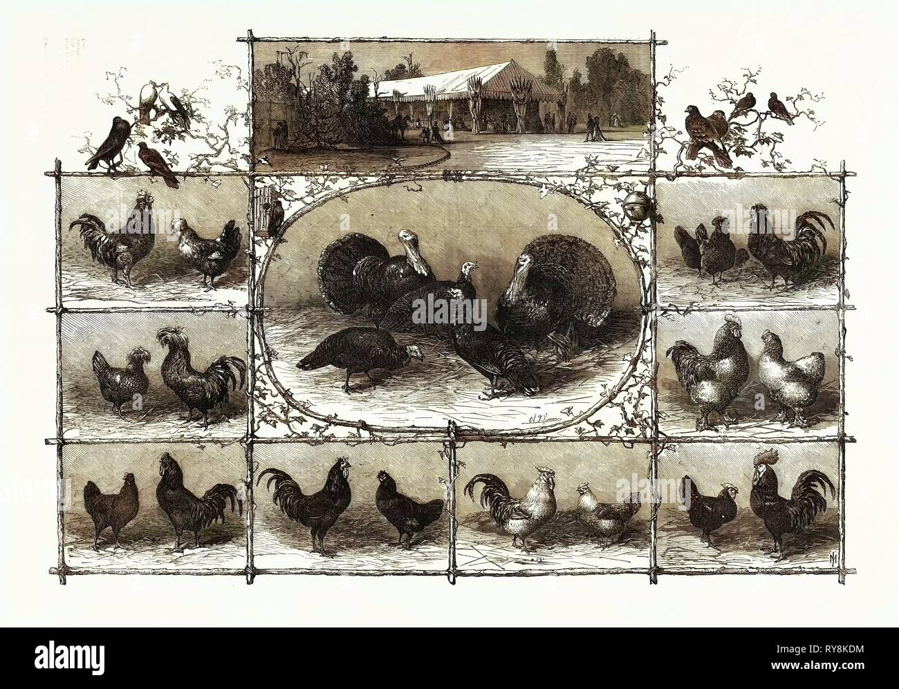 Poultry exhibition hi-res stock photography and images - Alamy