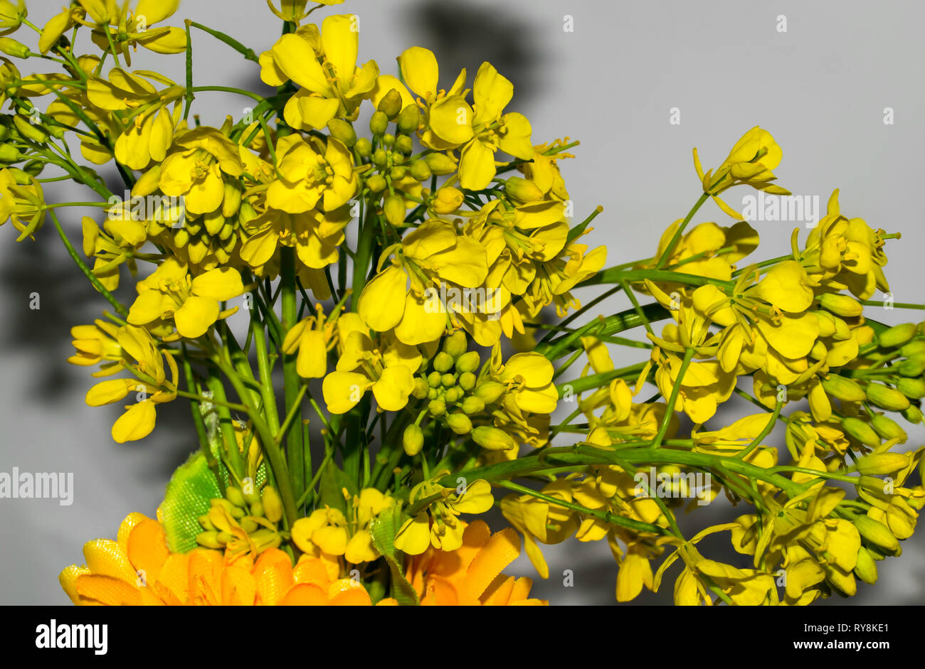 Mustered plant hi-res stock photography and images - Alamy