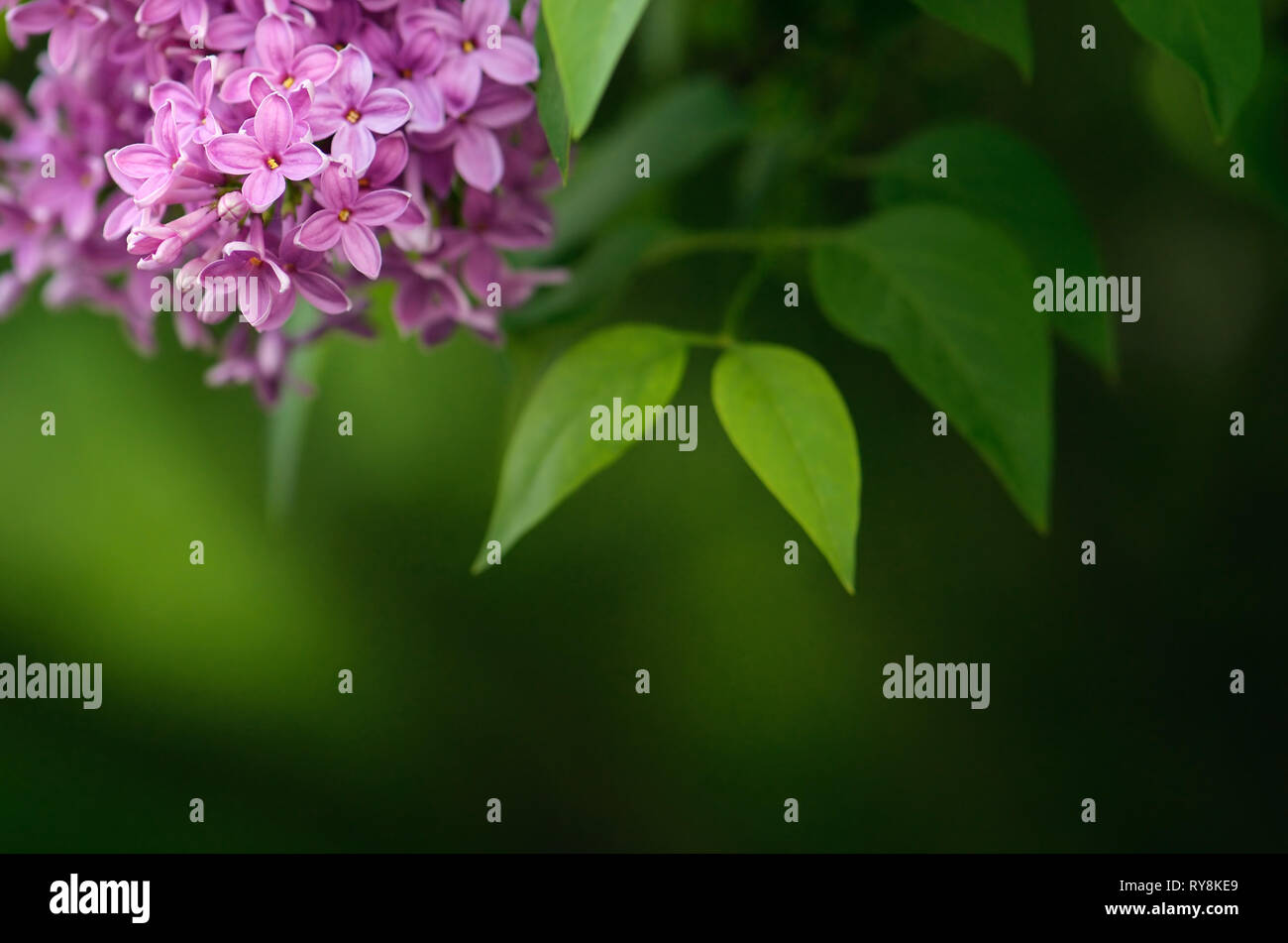 Spring season theme hi-res stock photography and images - Alamy