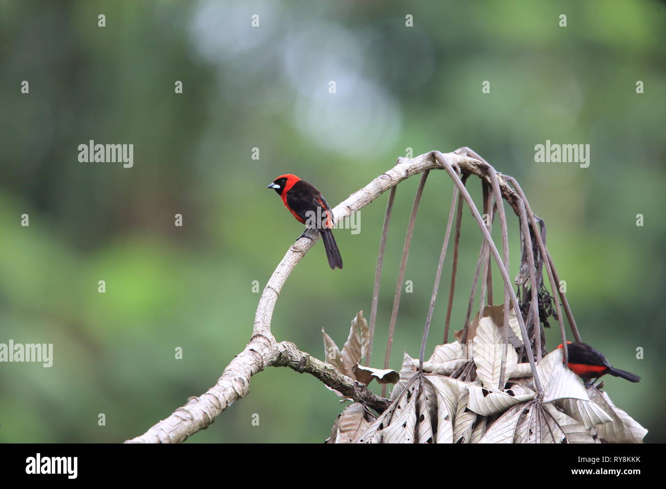 Masked crimson tanager (Ramphocelus nigrogularis) in Ecuador, south ...