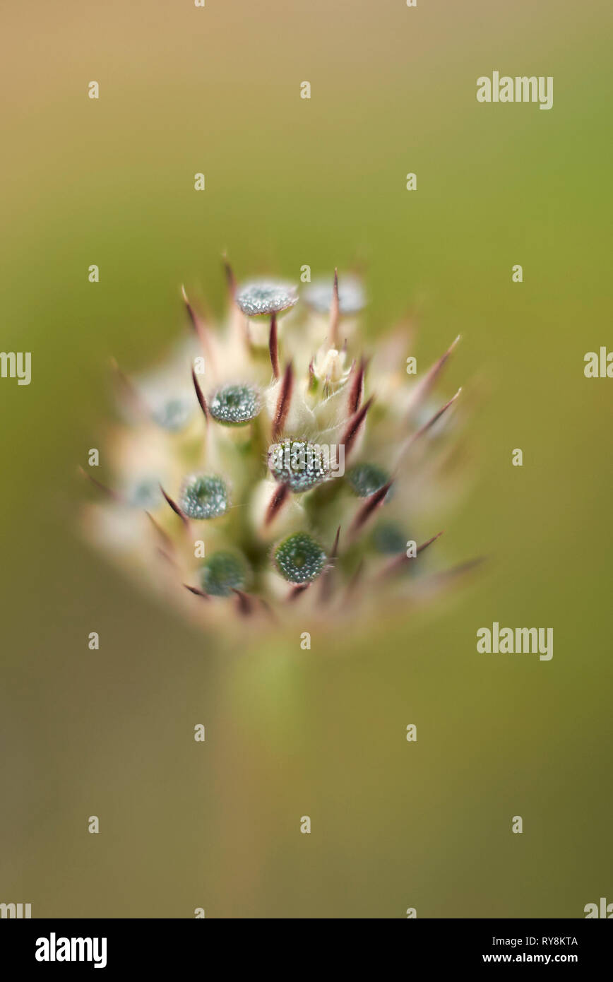 Cephalaria seed hi-res stock photography and images - Alamy