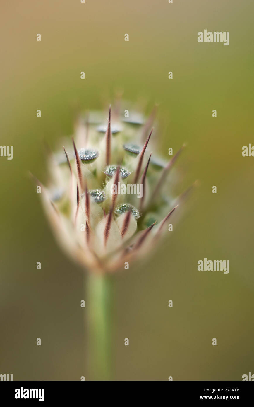 Cephalaria seed hi-res stock photography and images - Alamy