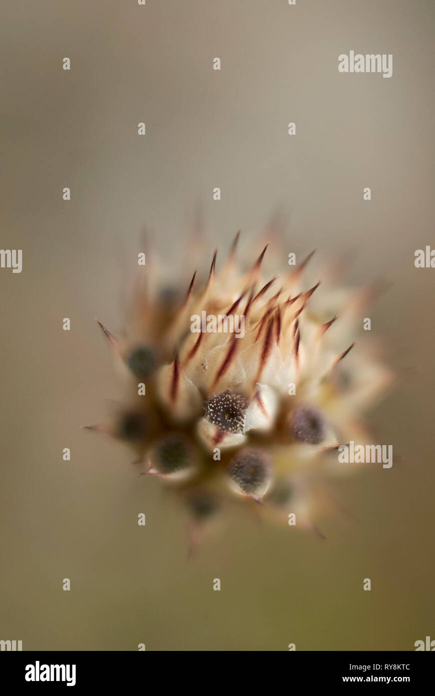 Cephalaria seed hi-res stock photography and images - Alamy