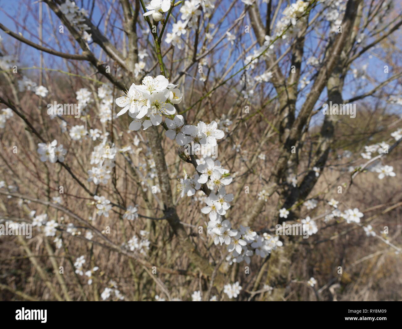 Hawthorn in bloom in Wales Stock Photo - Alamy