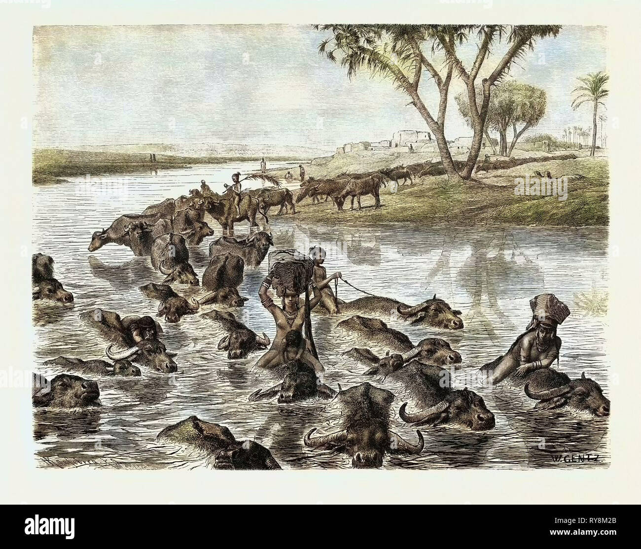Buffaloes egypt hi-res stock photography and images - Alamy