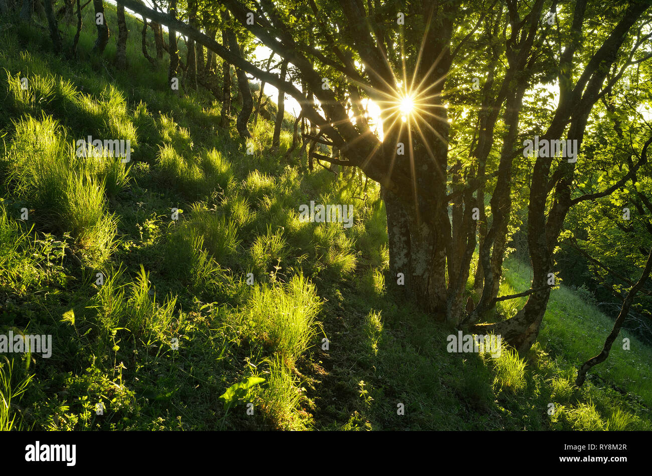 Spring landscape with lush grass and foliage in the woods. The sun rays ...
