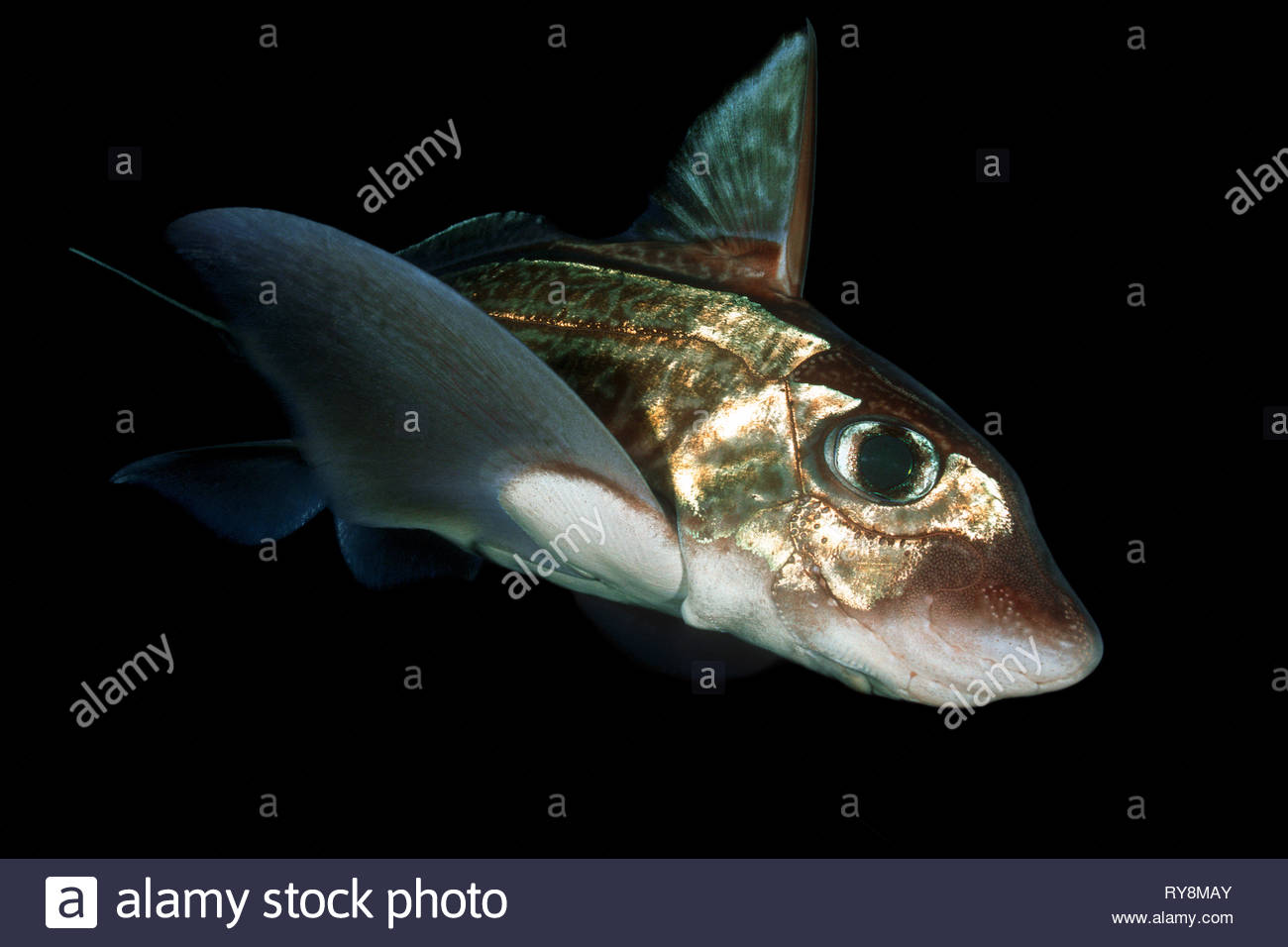 Chimaera Fish Stock Photos & Chimaera Fish Stock Images - Alamy