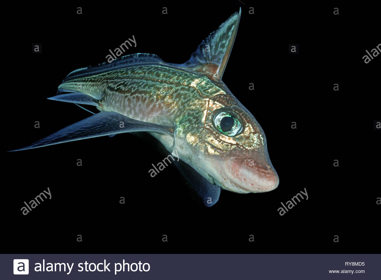 Chimaera Fish Stock Photos & Chimaera Fish Stock Images - Alamy