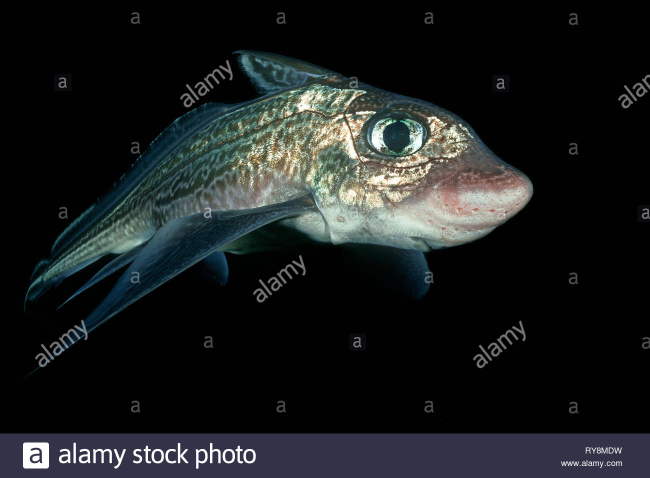 Chimaera Fish Stock Photos & Chimaera Fish Stock Images - Alamy